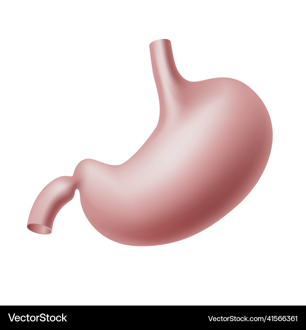 Realistic stomach anatomy structure icon isolated Vector Image