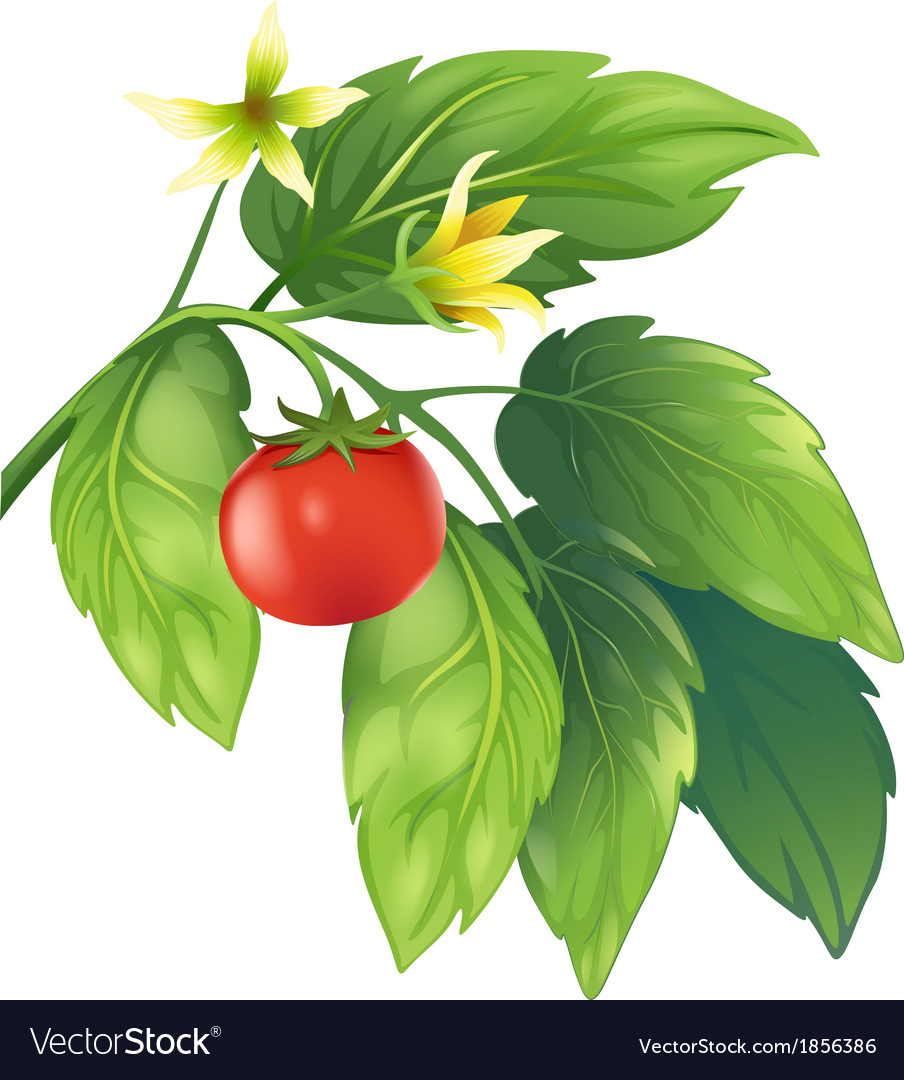 Tomato Royalty Free Vector Image - VectorStock