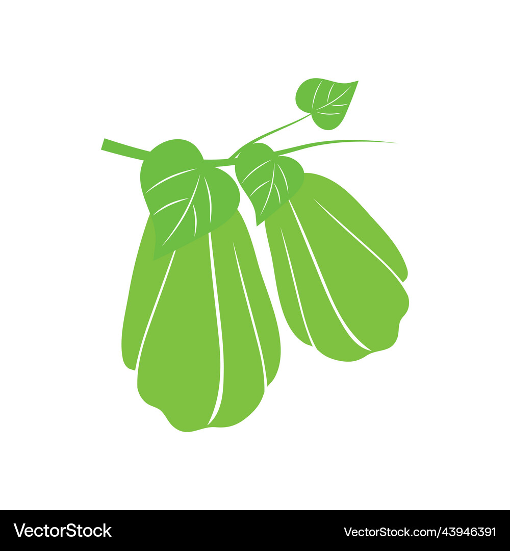 Chayote logo template Royalty Free Vector Image