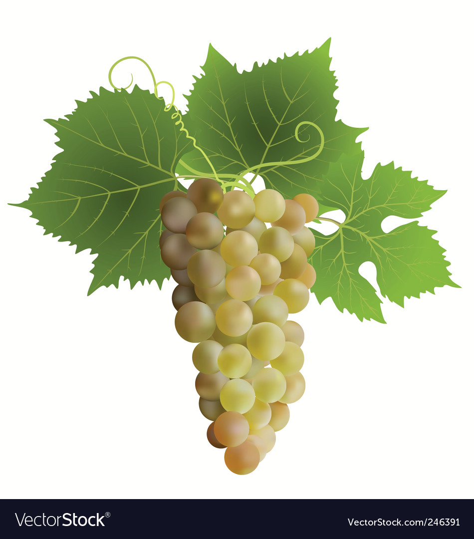 Grape Royalty Free Vector Image - VectorStock