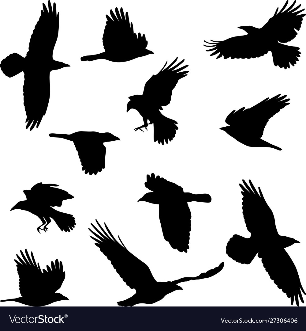 Crow Royalty Free Vector Image - VectorStock