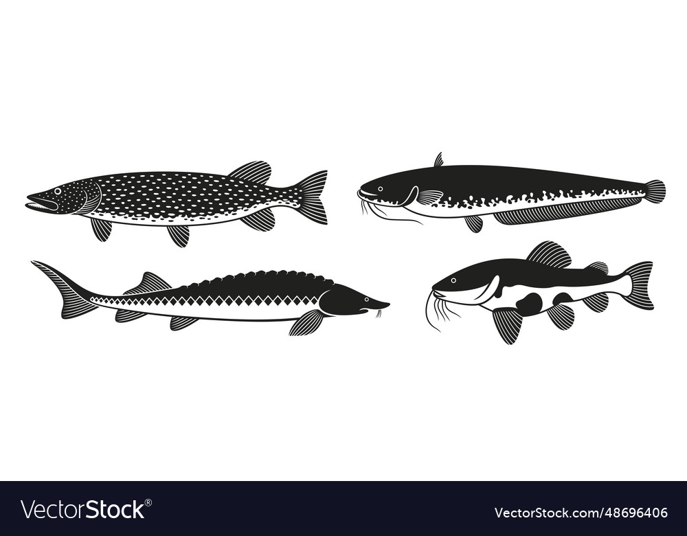 Pike Royalty Free Vector Image - VectorStock