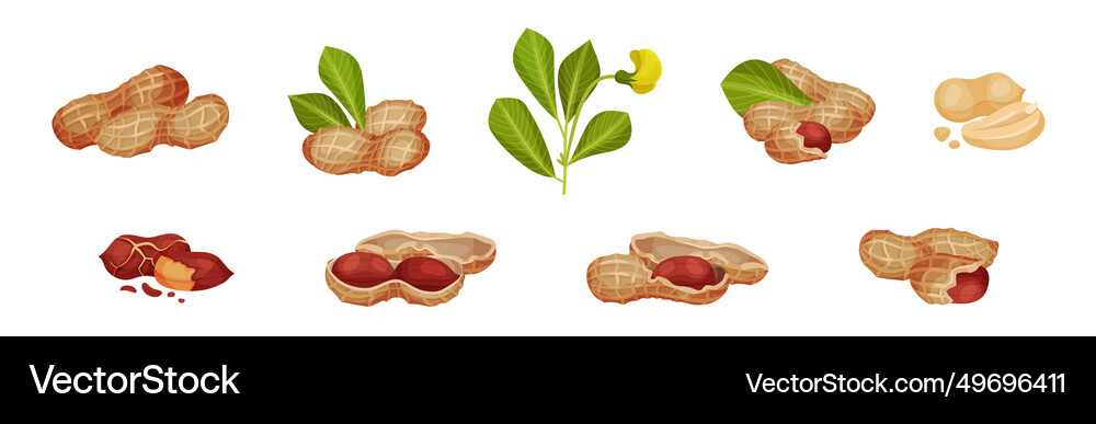 Peanut or groundnut legume crop with edible seed Vector Image