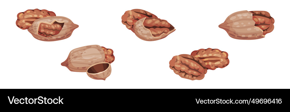 Pecan nut in shell as healthy protein food Vector Image