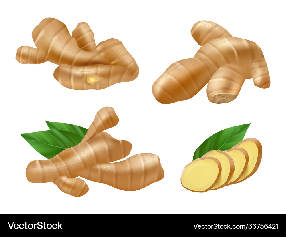Ginger root realistic healthy fruits fresh plants Vector Image