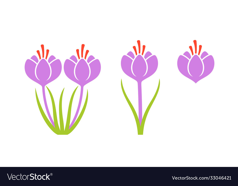 Saffron Royalty Free Vector Image - VectorStock