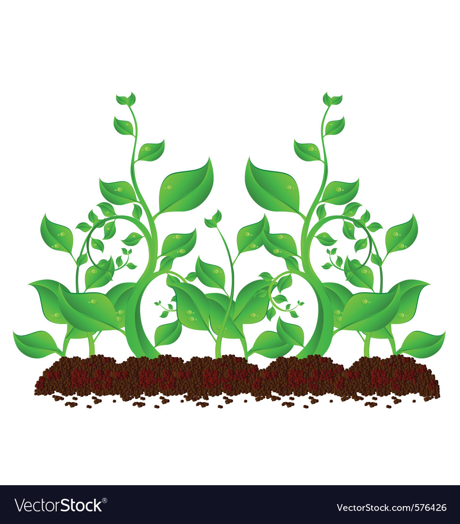 Plants Royalty Free Vector Image - VectorStock