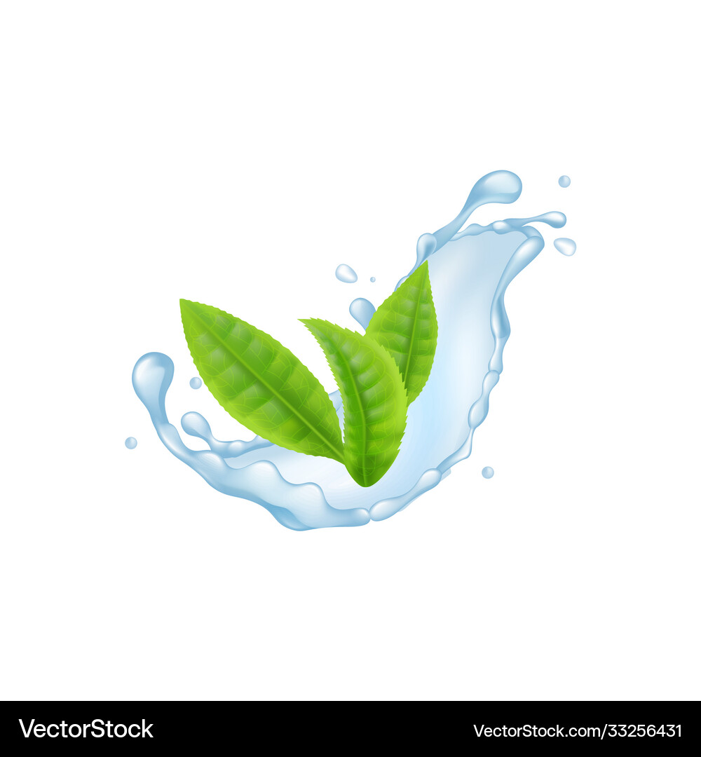 Green leaves in water splash element realistic Vector Image