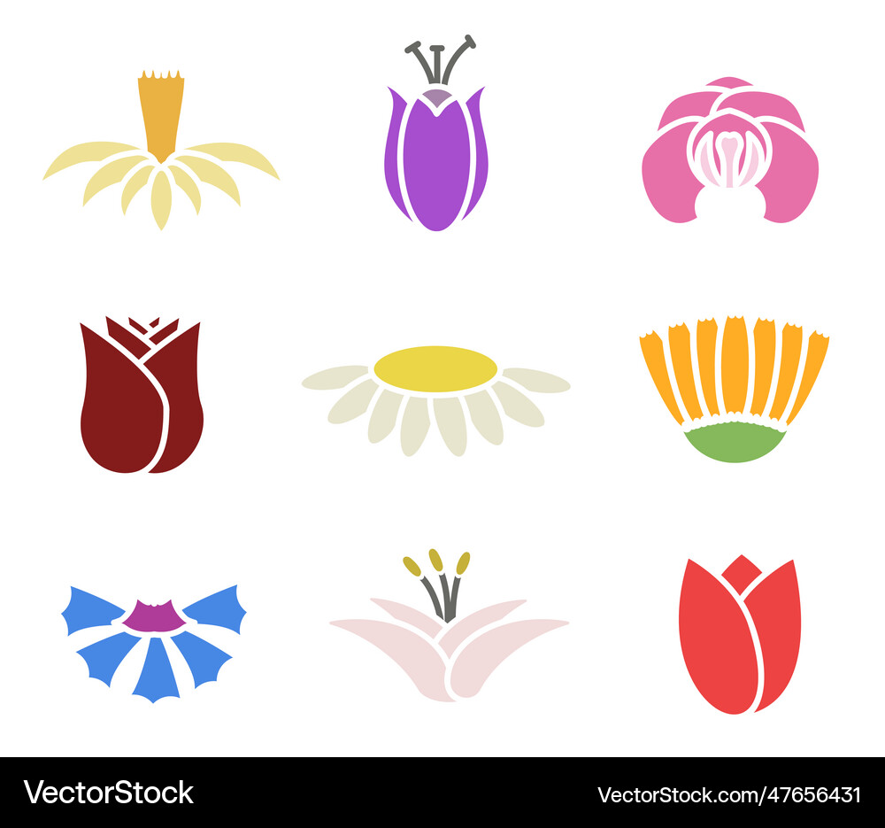 Simple colorful flowers botanical nature modern Vector Image