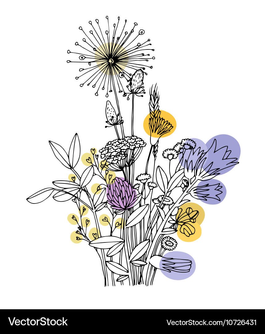 Sketch wildflowers on a white background Vector Image