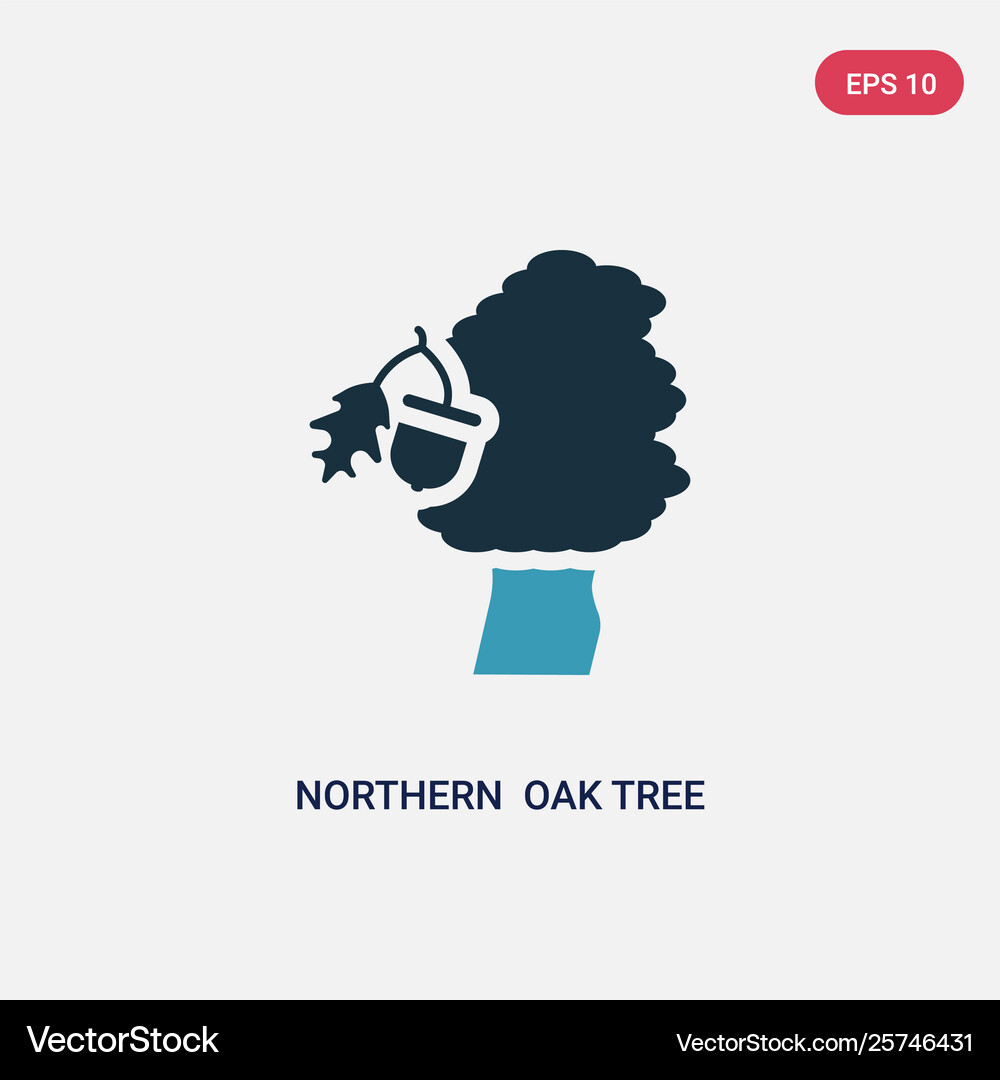 Two color northern oak tree icon from nature Vector Image