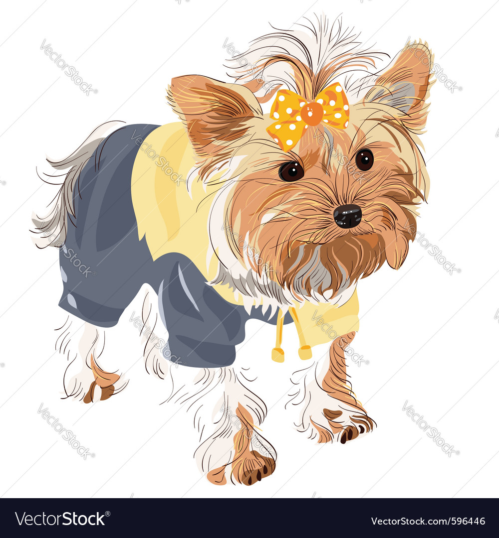 Yorkshire terrier Royalty Free Vector Image - VectorStock