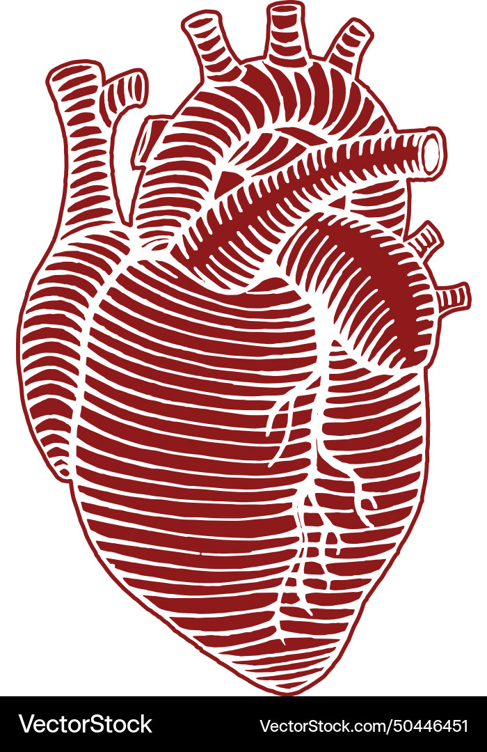 Hand drawn human heart drawing reverse colors and Vector Image