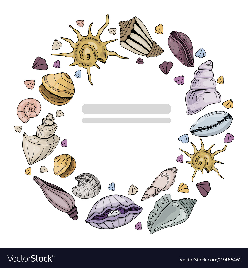 Sea shells Royalty Free Vector Image - VectorStock