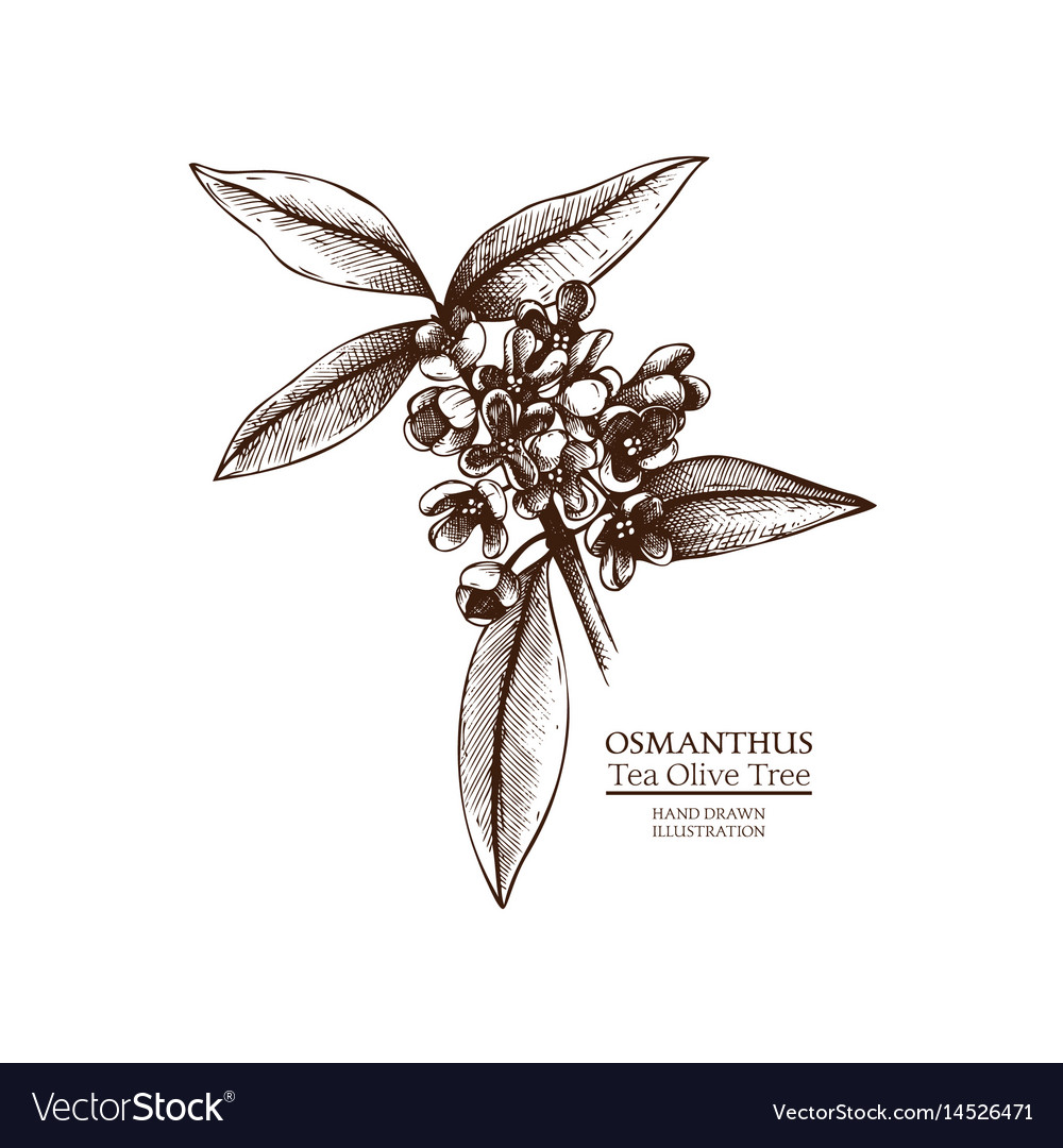 Tea olive Royalty Free Vector Image - VectorStock