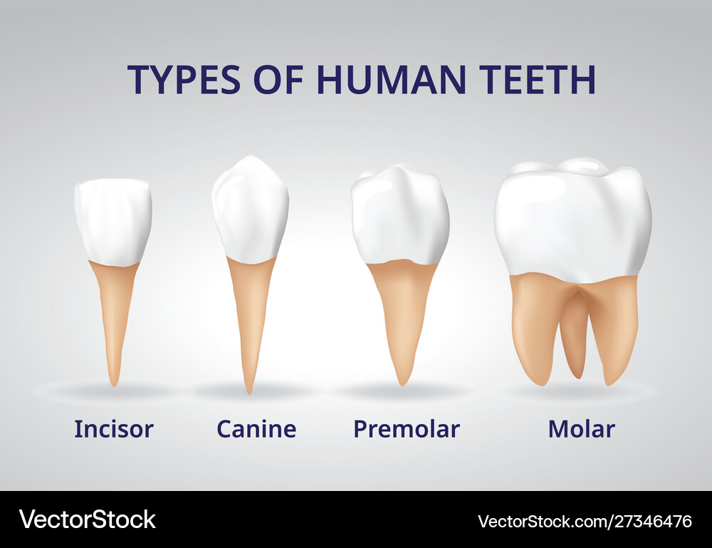 Human Teeth Anatomy - Types & Structures Vector Image