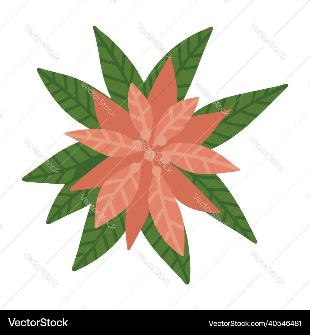 Poinsettia single element freehand isolated Vector Image
