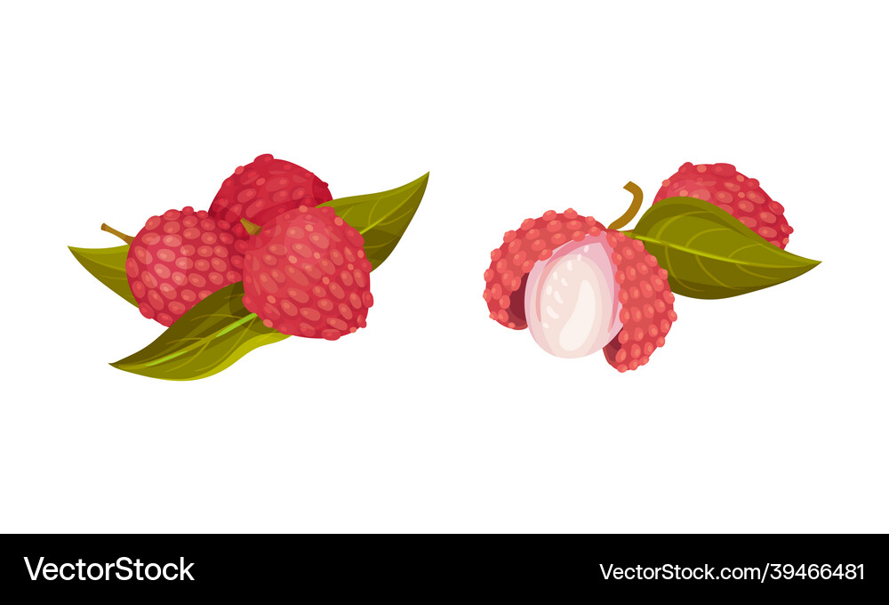 Ripe lychee with green leaves set fresh exotic Vector Image