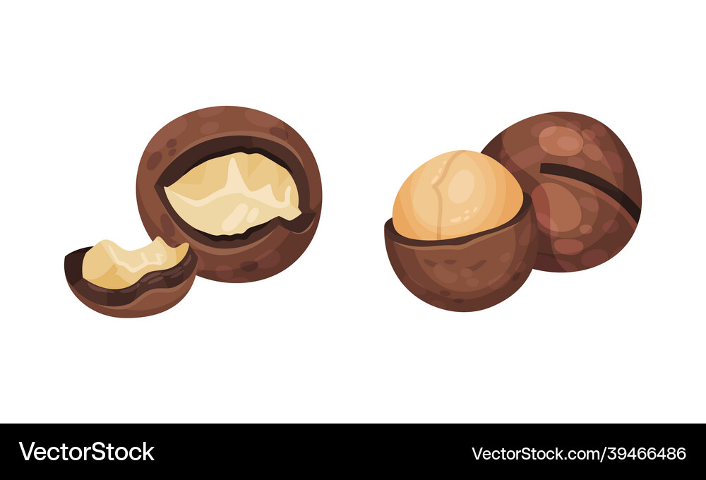 Fresh macadamia nuts set organic healthy natural Vector Image