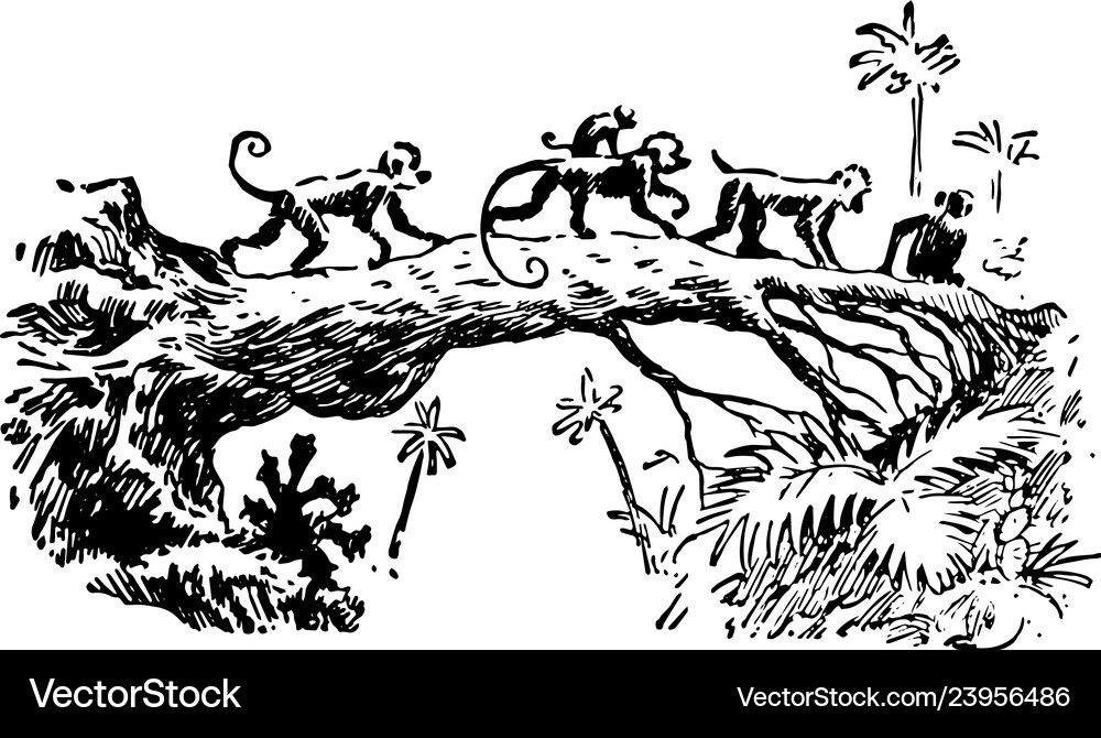 Hand drawn sketch of monkey isolated Royalty Free Vector