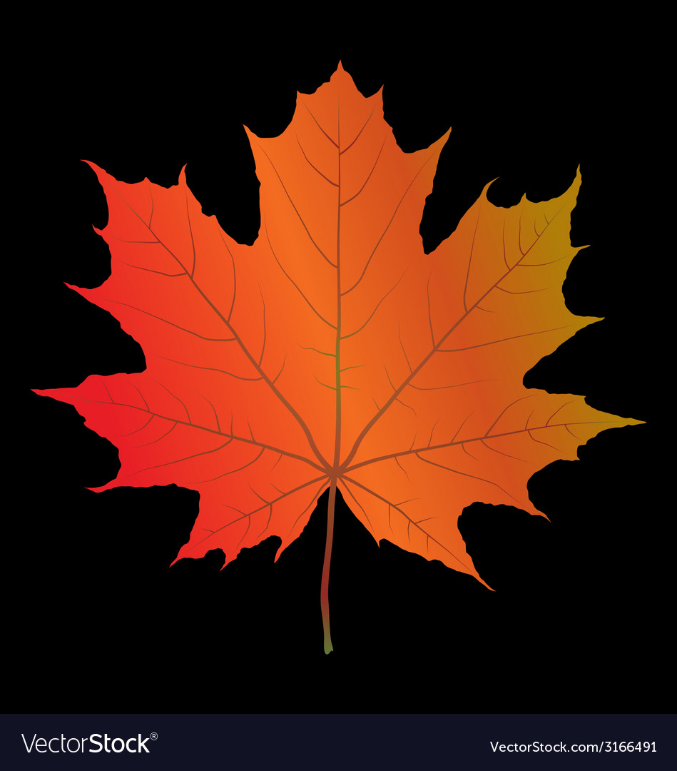 Maple leaf Royalty Free Vector Image - VectorStock