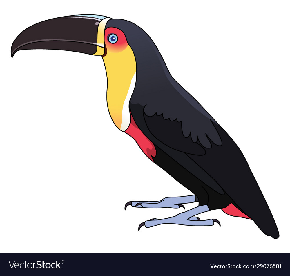 Toucan Royalty Free Vector Image - VectorStock