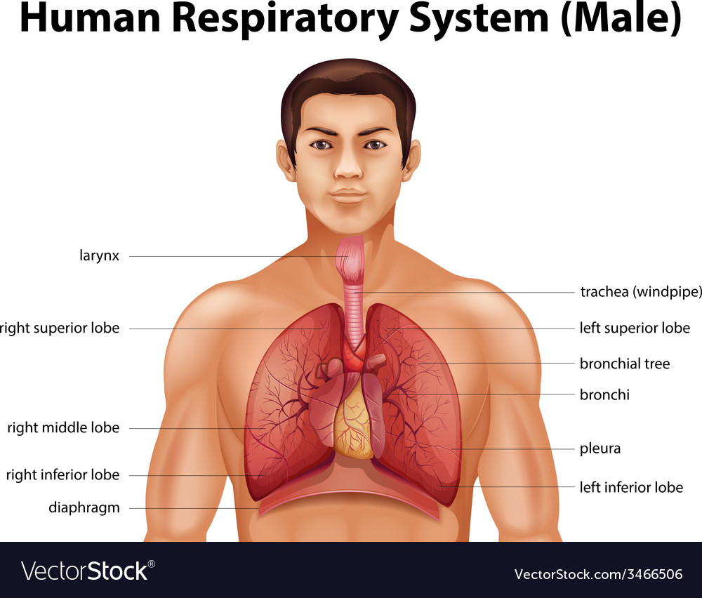 Human respiratory system Royalty Free Vector Image Human respiratory system Royalty Free Vector Image