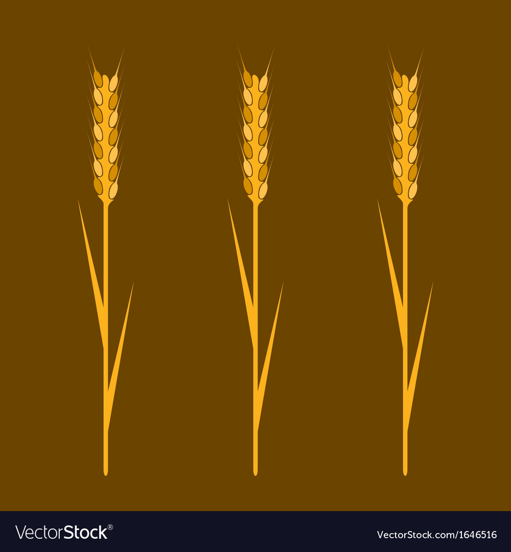 Wheat Royalty Free Vector Image - VectorStock