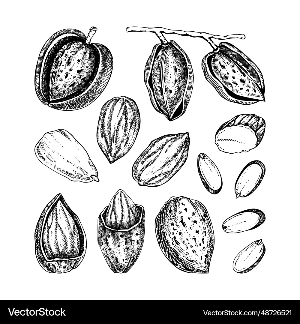 Almond nut sketches set hand drawn nutshe Vector Image