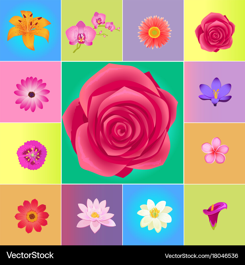 Fresh flower heads colorful collection Royalty Free Vector