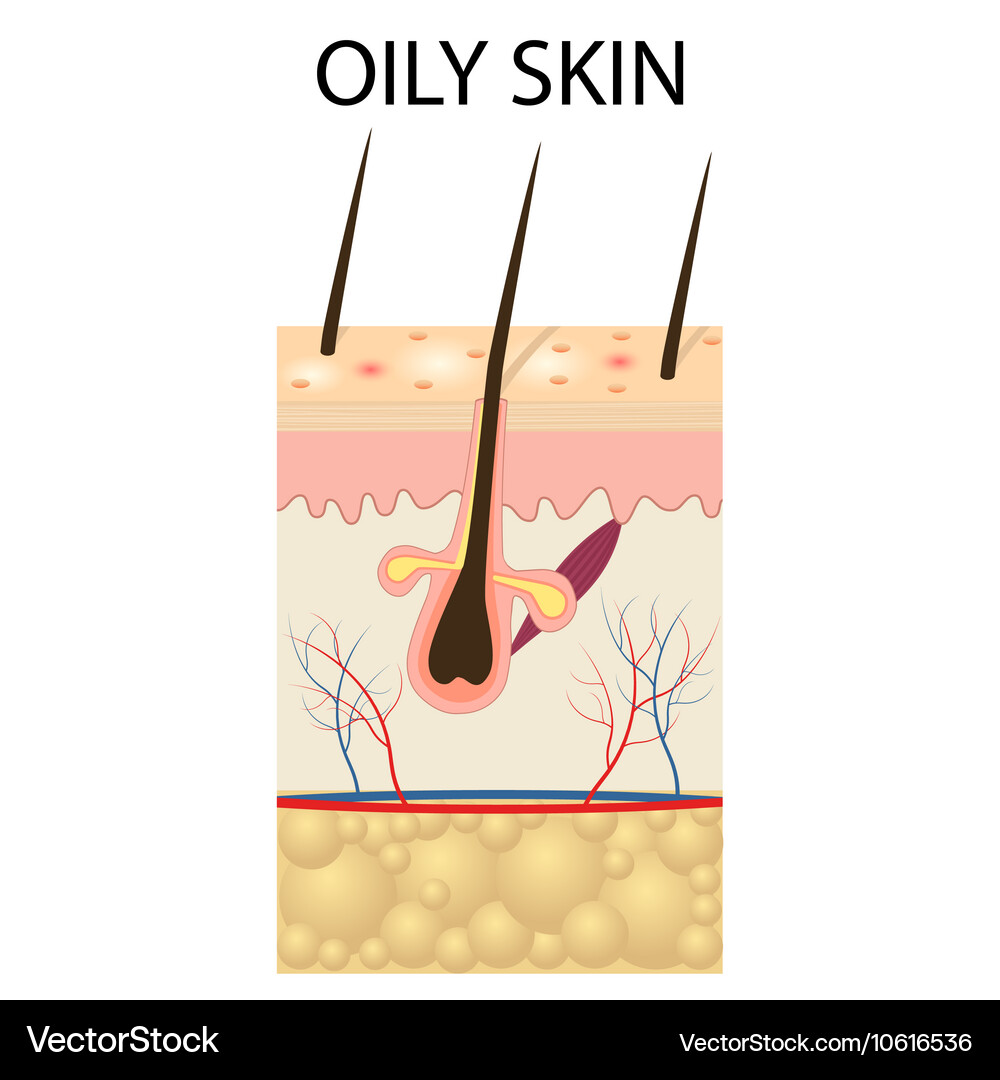 Layers of oily skin Royalty Free Vector Image - VectorStock