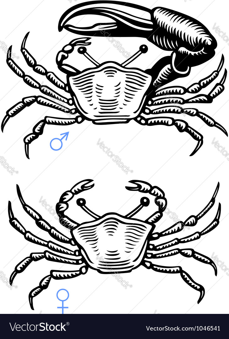 Crab Royalty Free Vector Image - VectorStock