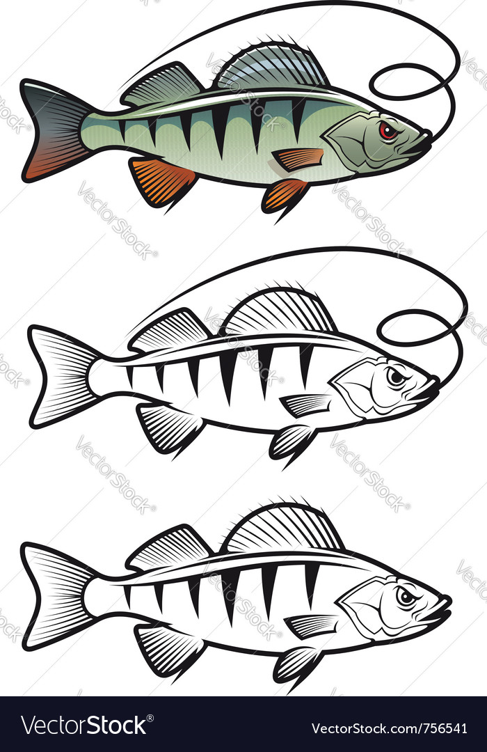 Perch fish Royalty Free Vector Image - VectorStock