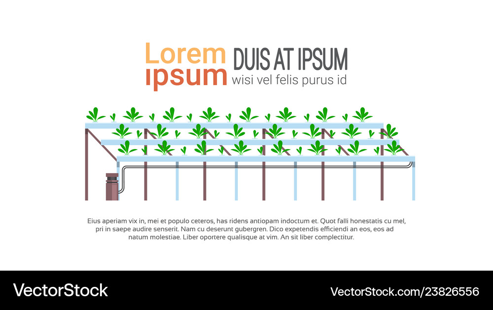 Organic hydroponic green plants row cultivation Vector Image