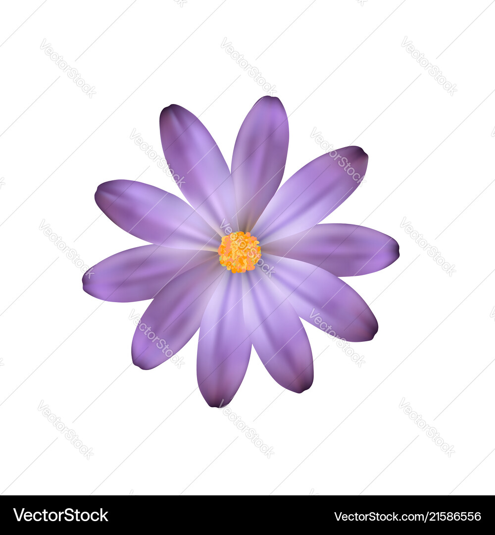 Purple isolated flower like a daisy Royalty Free Vector