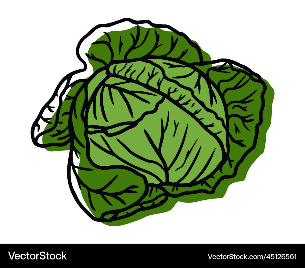 Green cabbage vegetable cabbage for farm market Vector Image