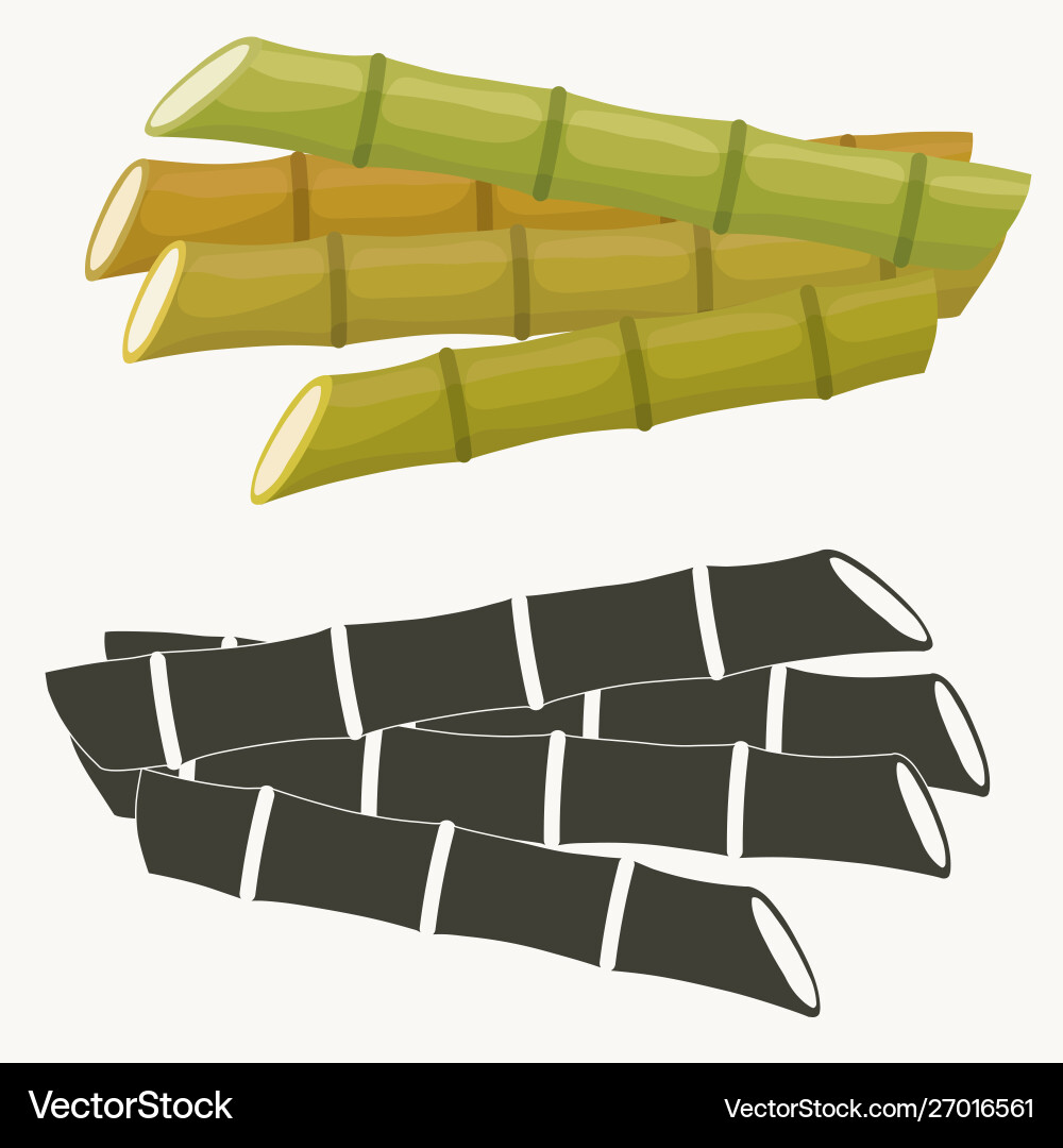 Sugar cane set cane plant sugarcane harvest Vector Image