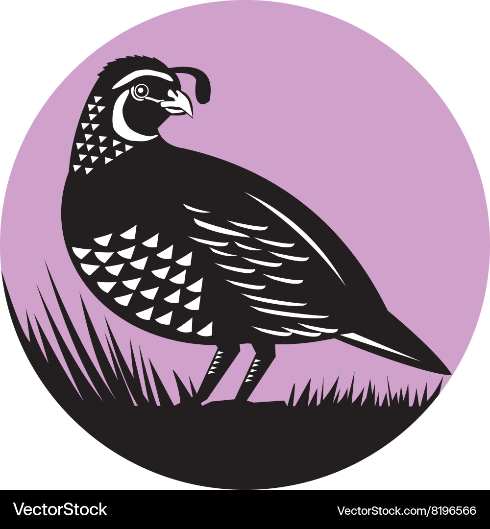California valley quail bird circle retro Vector Image