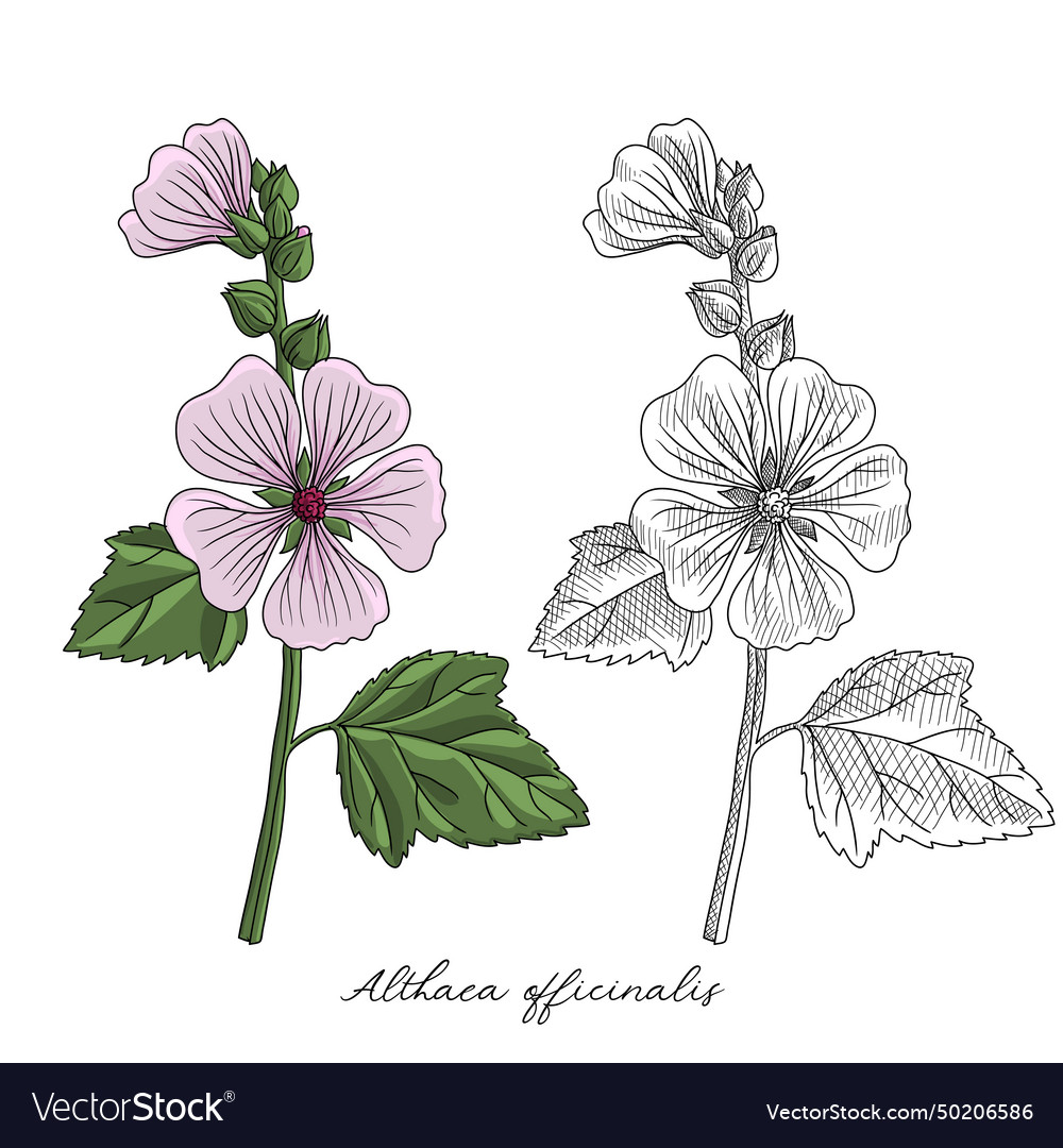 Drawing marsh-mallow Royalty Free Vector Image