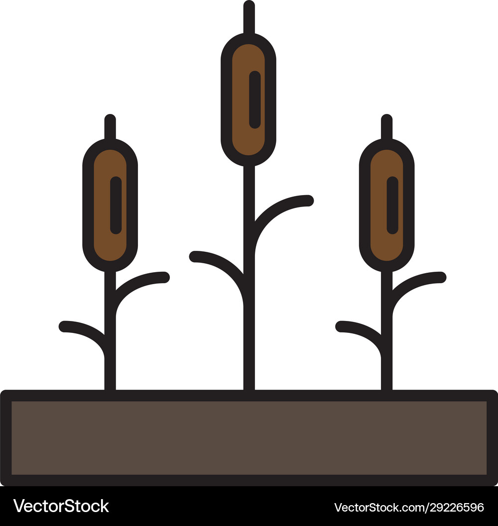 Reeds plant icon isolated on white background Vector Image