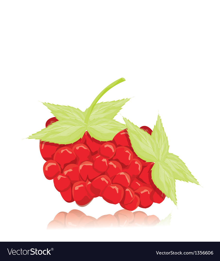 Raspberry Royalty Free Vector Image - VectorStock
