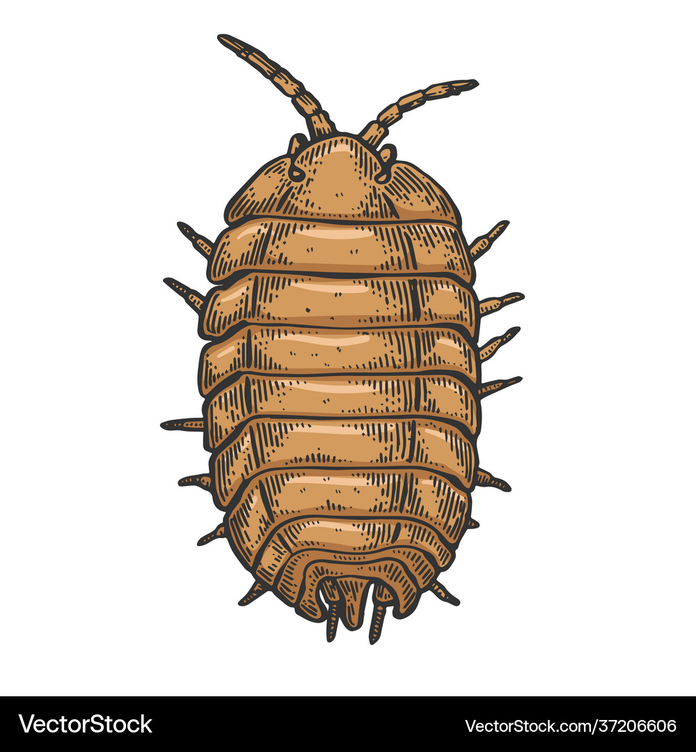 Wood louse insect sketch Royalty Free Vector Image