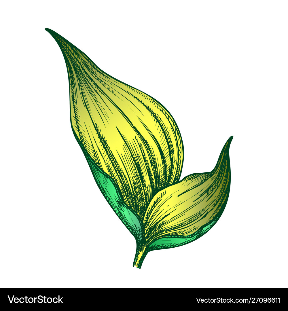 Rhapis robusta tropical leaf color hand drawn Vector Image