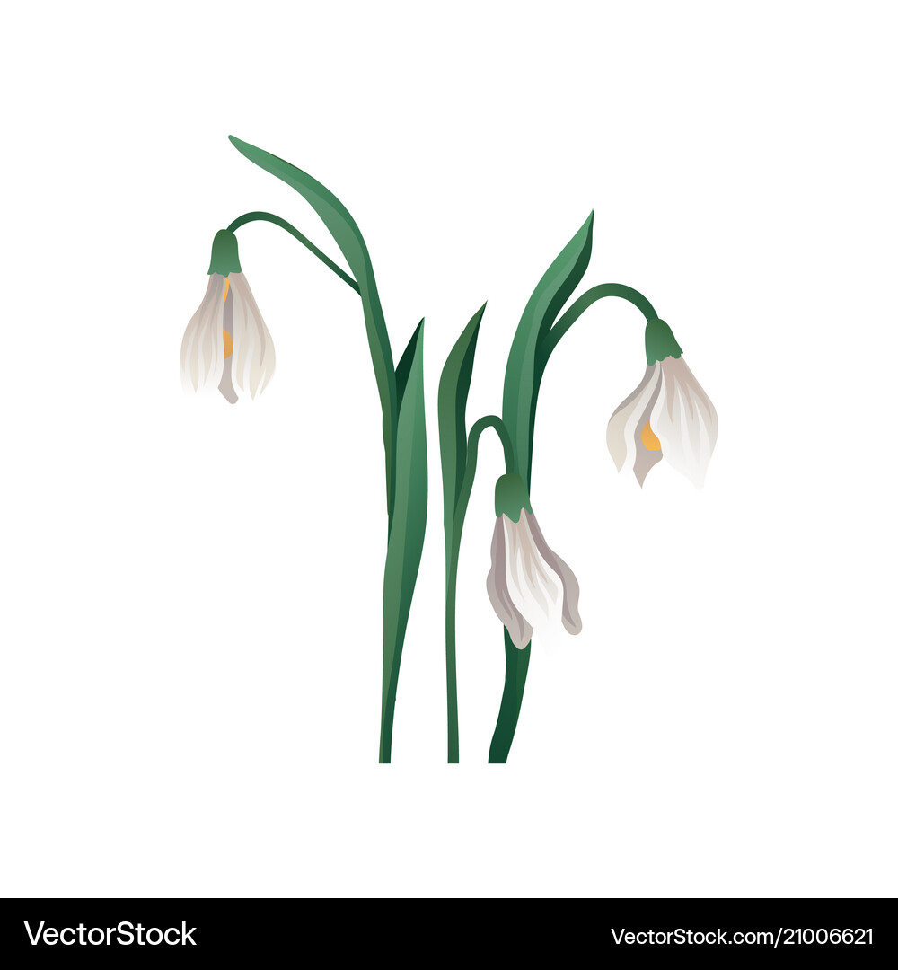 Hand drawn icon of beautiful snowdrop Royalty Free Vector