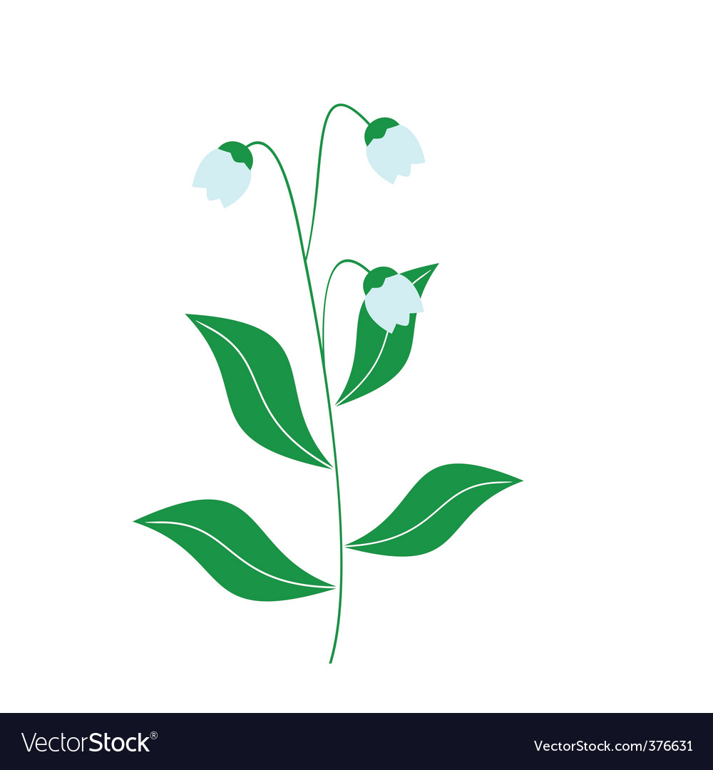 Lily of the valley Royalty Free Vector Image - VectorStock