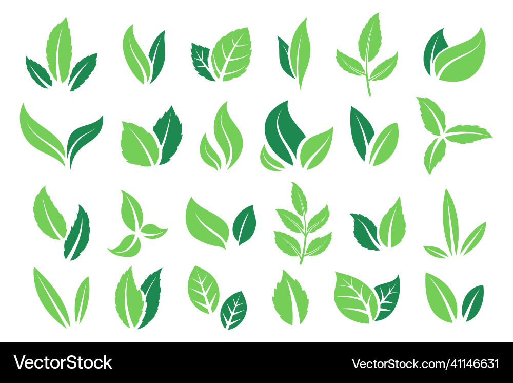Mint leaves green cartoon peppermint Royalty Free Vector
