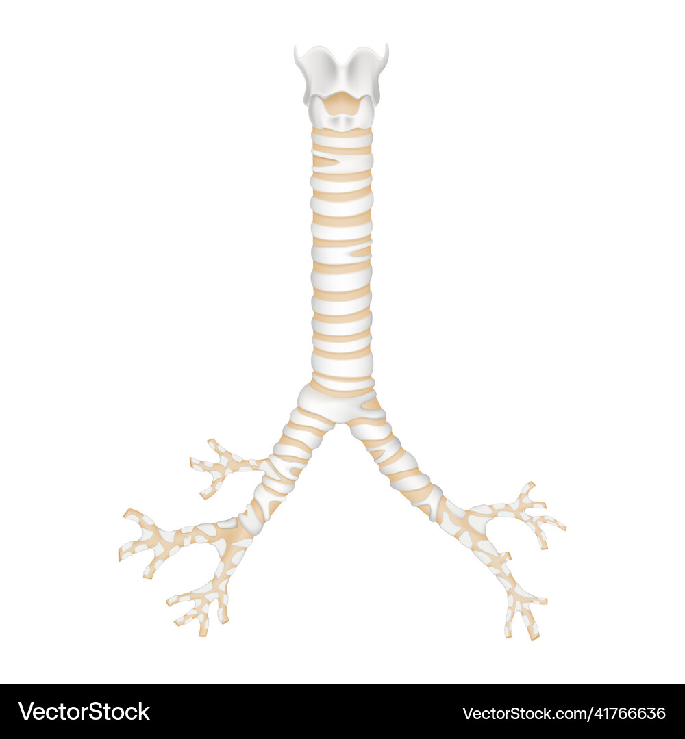 Isolated human trachea and bronchioles realistic Vector Image