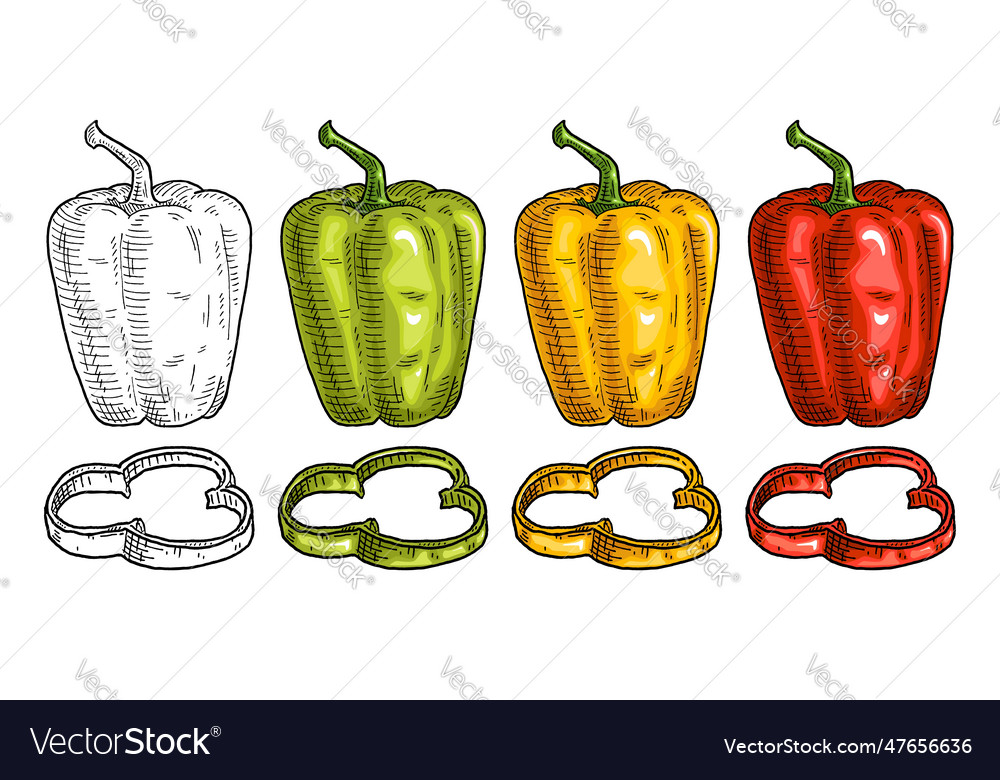 Whole and slice red green yellow sweet bell Vector Image Whole and slice red green yellow sweet bell Vector Image