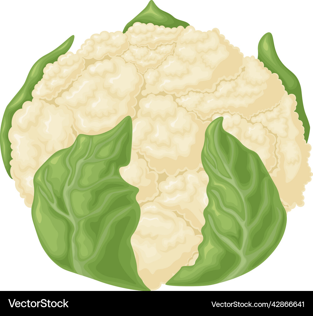 Cauliflower image of fresh ripe Royalty Free Vector Image