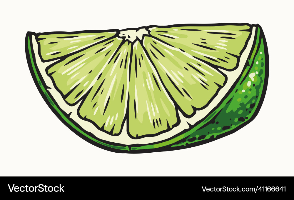 Fresh lime slice in vintage style Royalty Free Vector Image